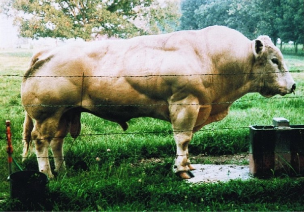 Myostatin senken: Wie du die biologische Muskelbremse beeinflusst | REP ONE